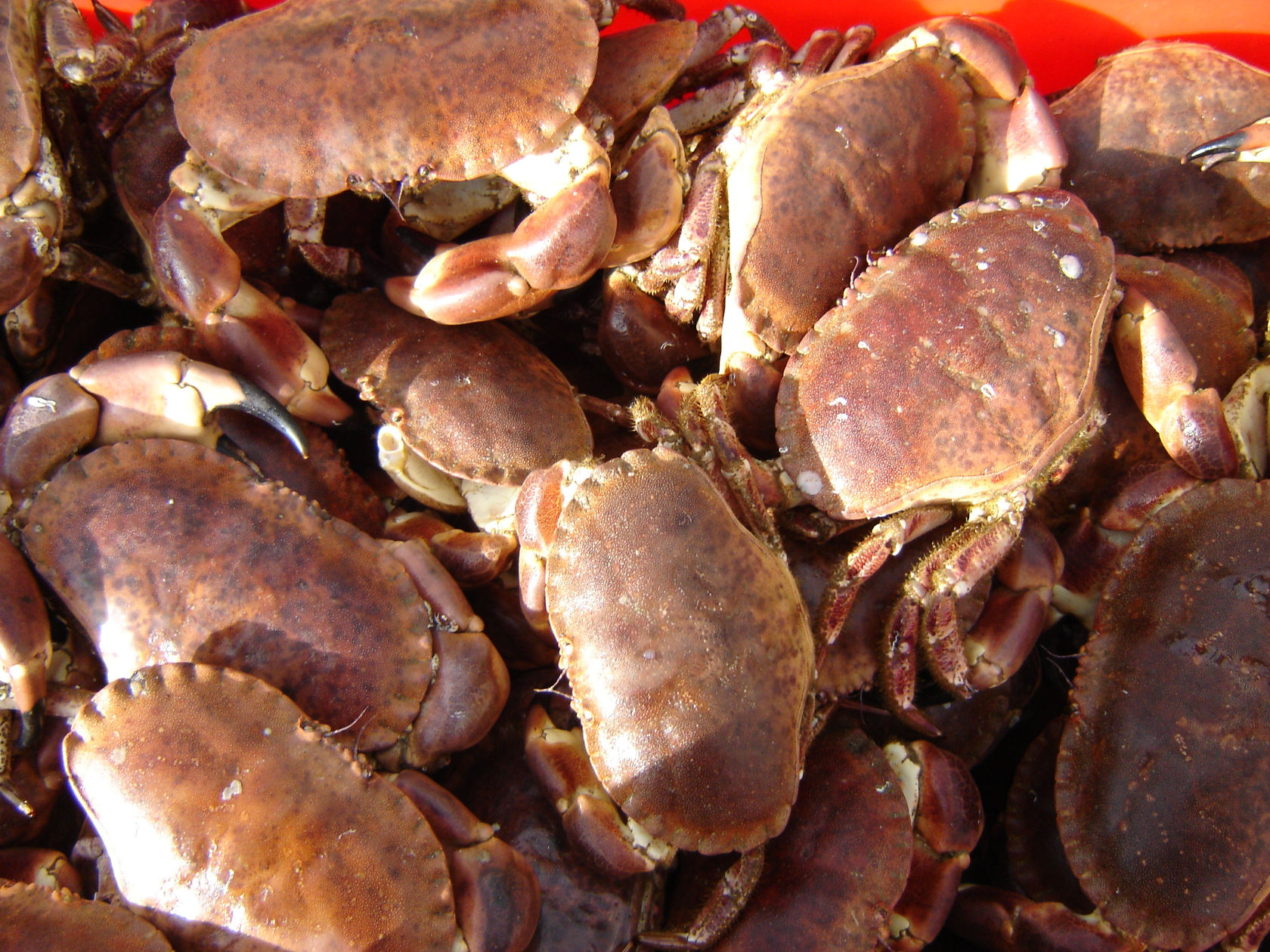 SSMO | Promoting the environmental sustainability of Shetland's ...