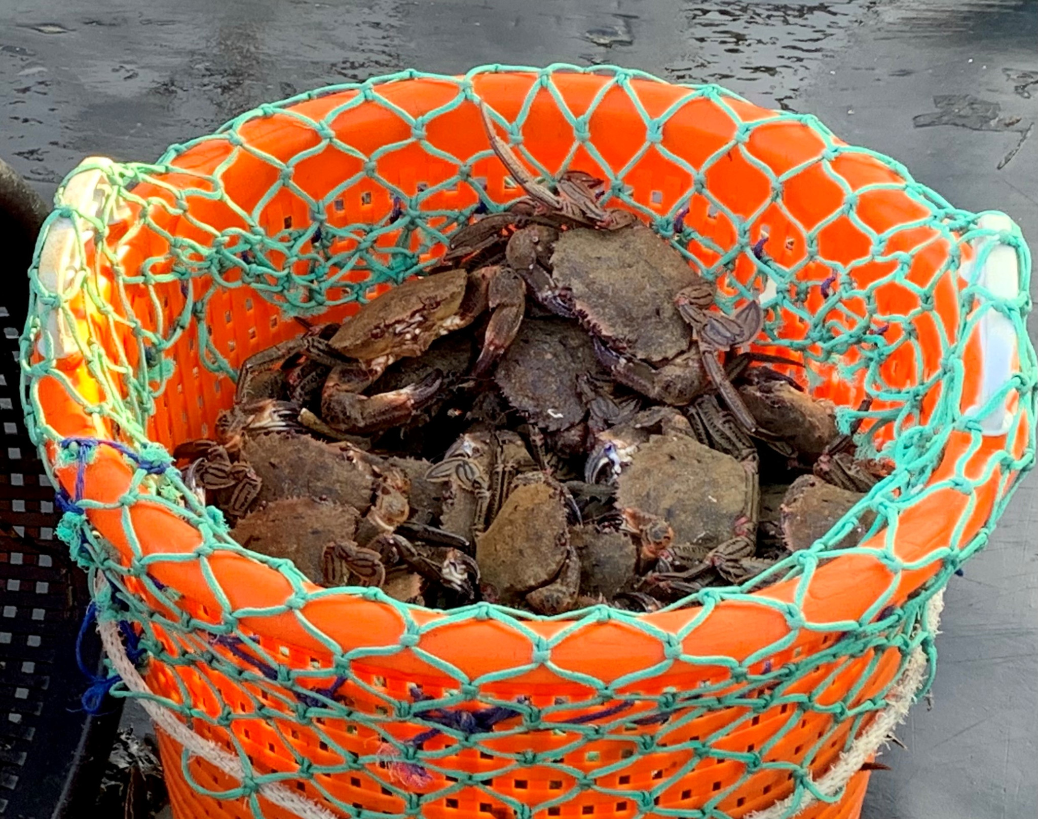 Velvet crab closure 2022 | SSMO