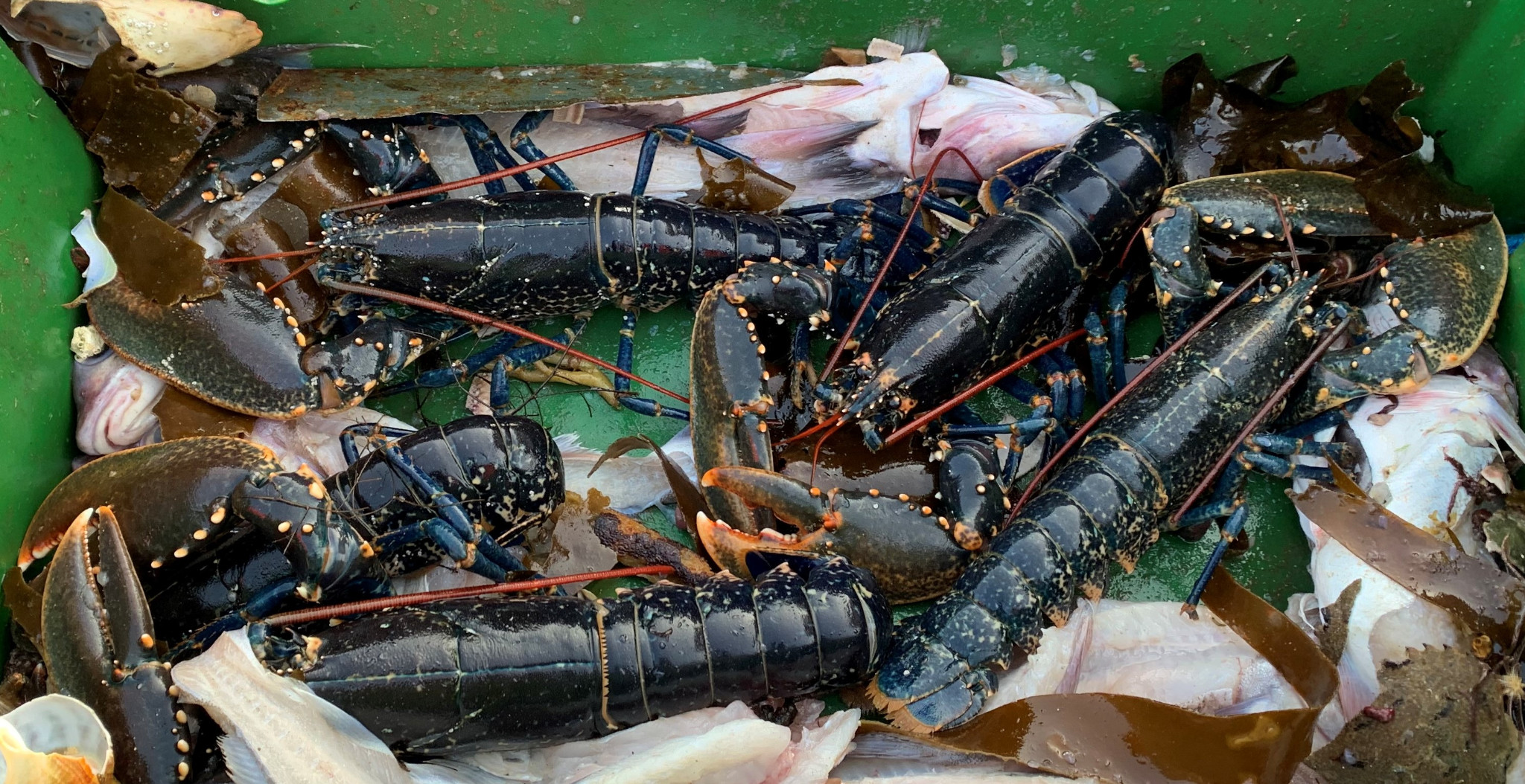 2021 stock assessments published | SSMO