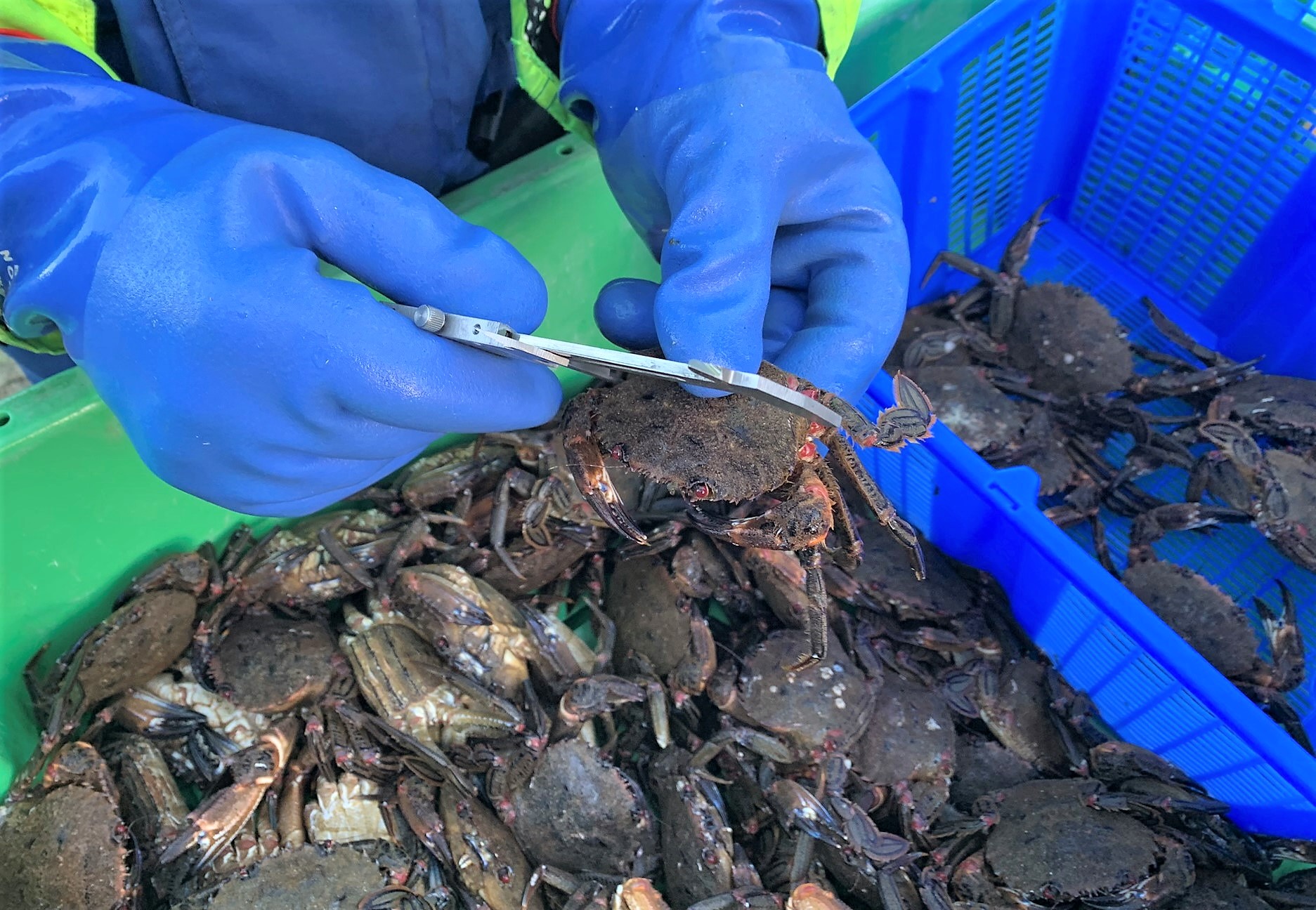 Arrangements for the 2023 velvet crab closure | SSMO